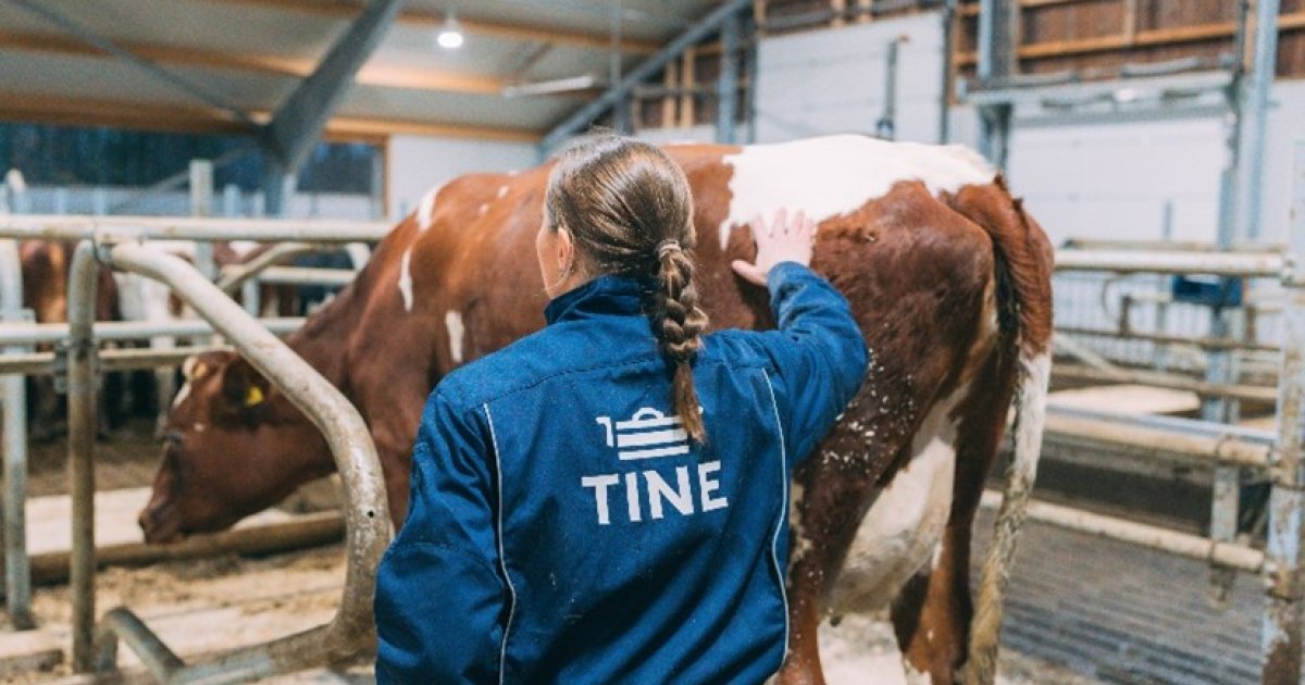 Årets siste digitale fagmøte om holdbarhet og livstidsproduksjon | TINE ...