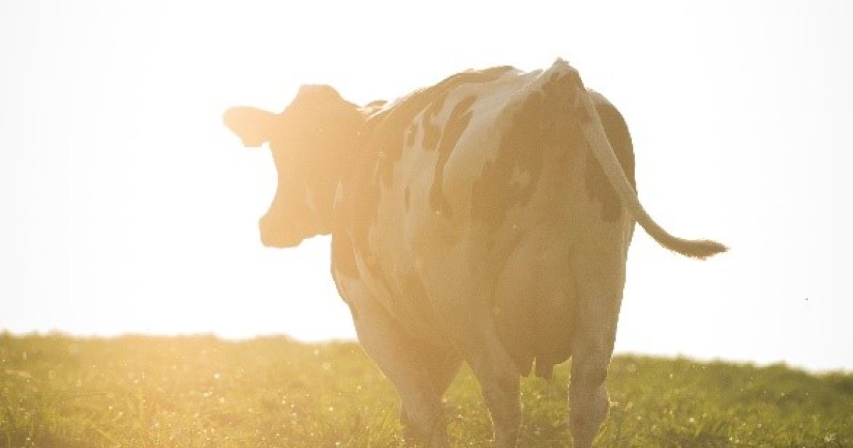 Den Store Leverikten – har du den i din besetning? | TINE Medlem