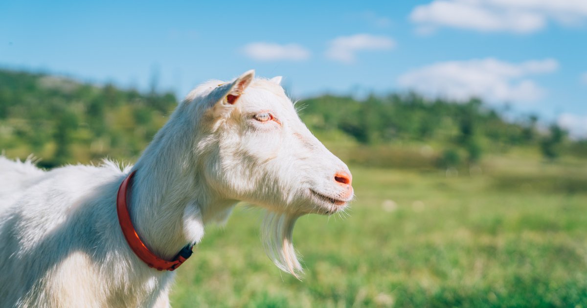 Godt i gang med strategi for geit | TINE Medlem