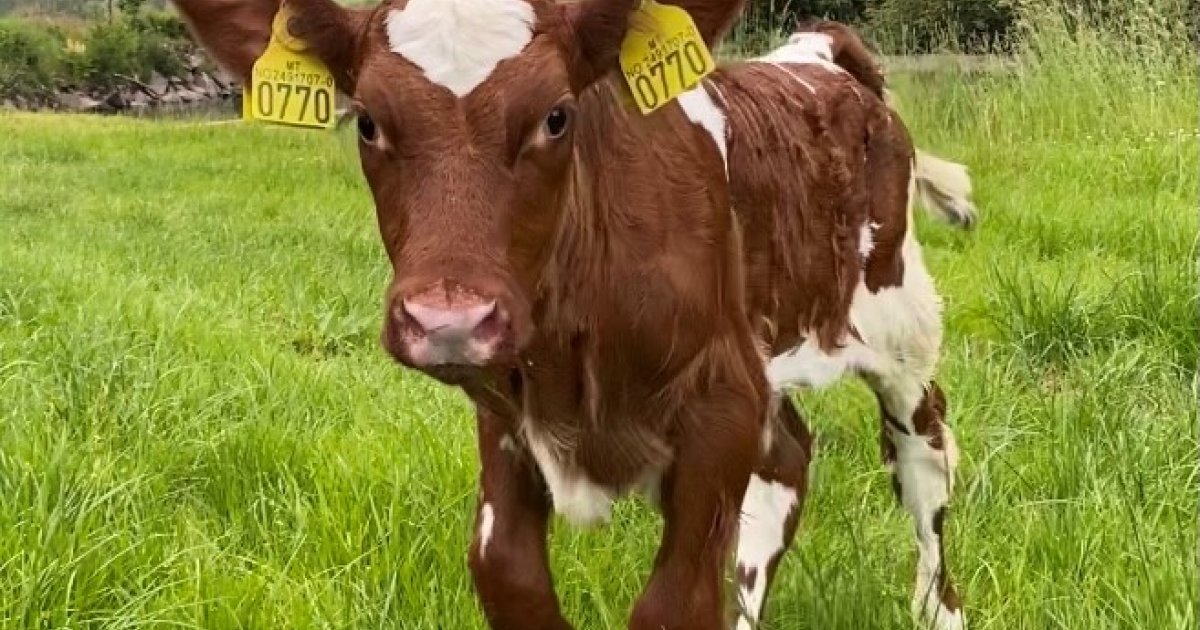 Gratis nasjonalt nettmøte med tema «Redd kalven» | TINE Medlem