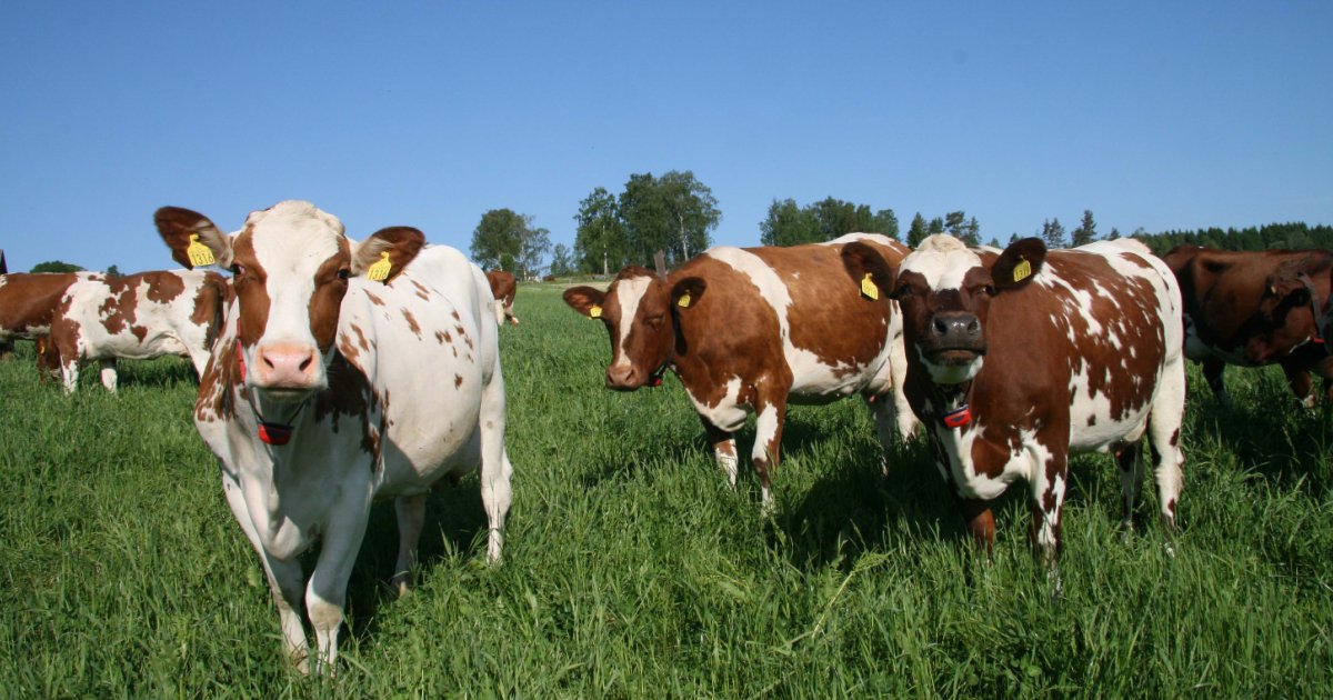 Presisering om beitekrav for kyr på bås er klar | TINE Medlem