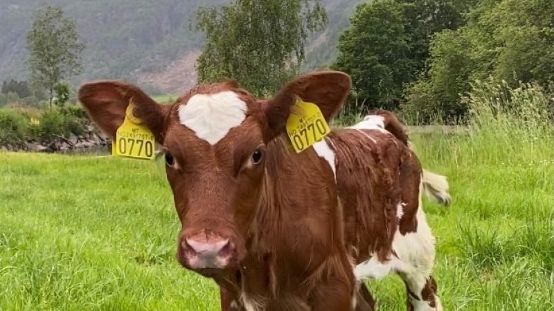Fra 7 til 11 liter melk om dagen til kalven gir store fordeler | TINE ...