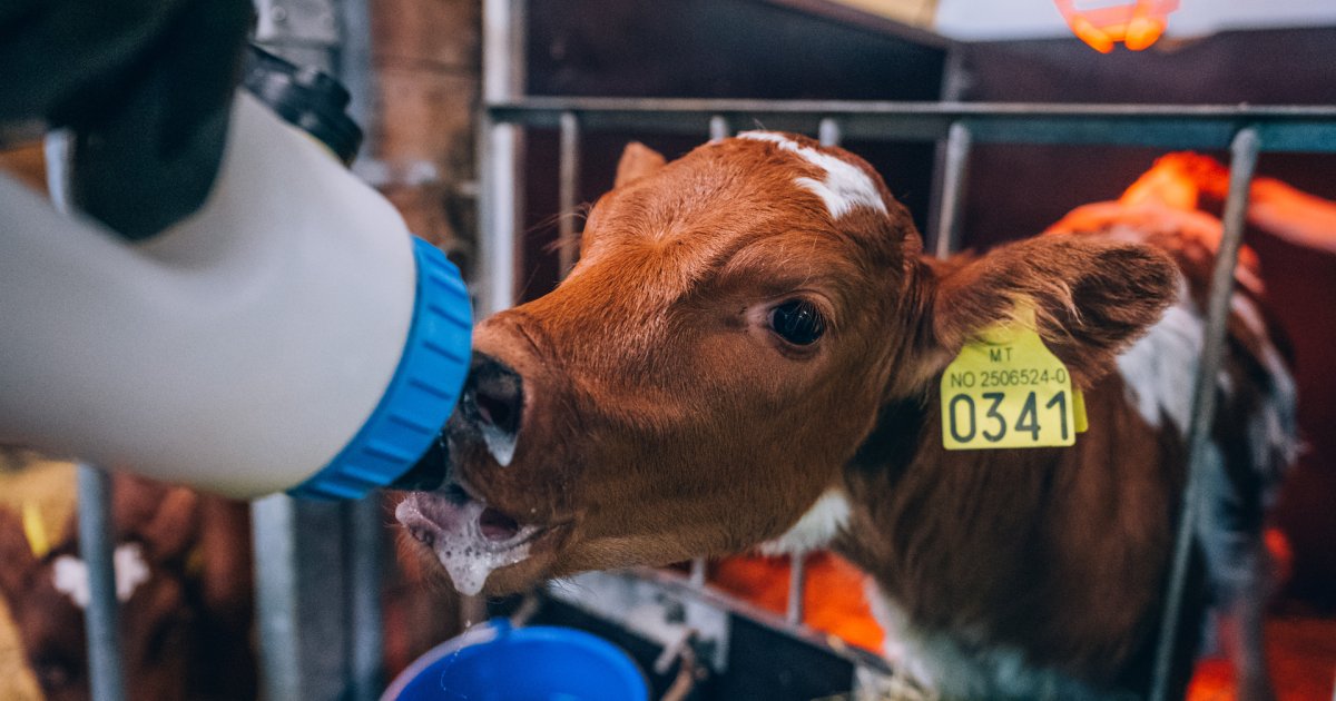 Fra 7 til 11 liter melk om dagen til kalven gir store fordeler | TINE ...