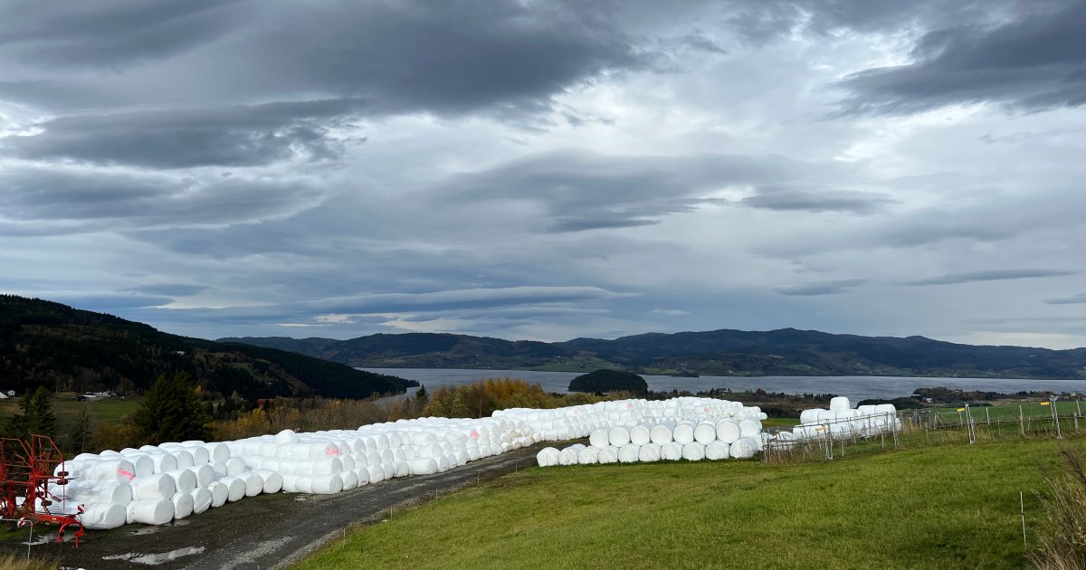 Høst i Selbu: Hvordan er det gått med grovfôret? | TINE Medlem