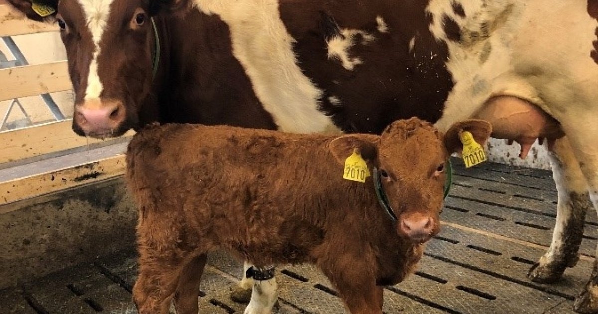 «Ku og kalv samvær» - fordeler og ulemper | TINE Medlem