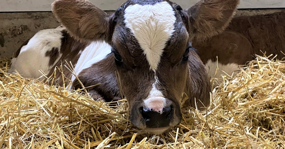 Godt kalveoppdrett | TINE Medlem