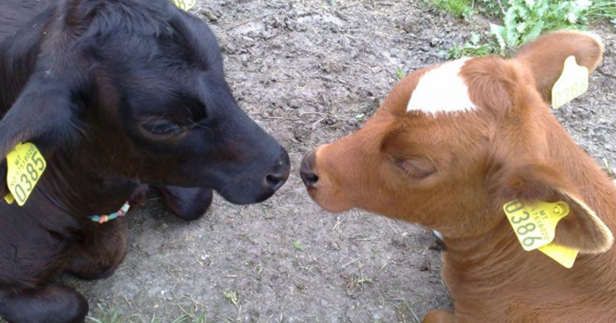 Verdens beste helsevesen for kalver og kyr | TINE Medlem